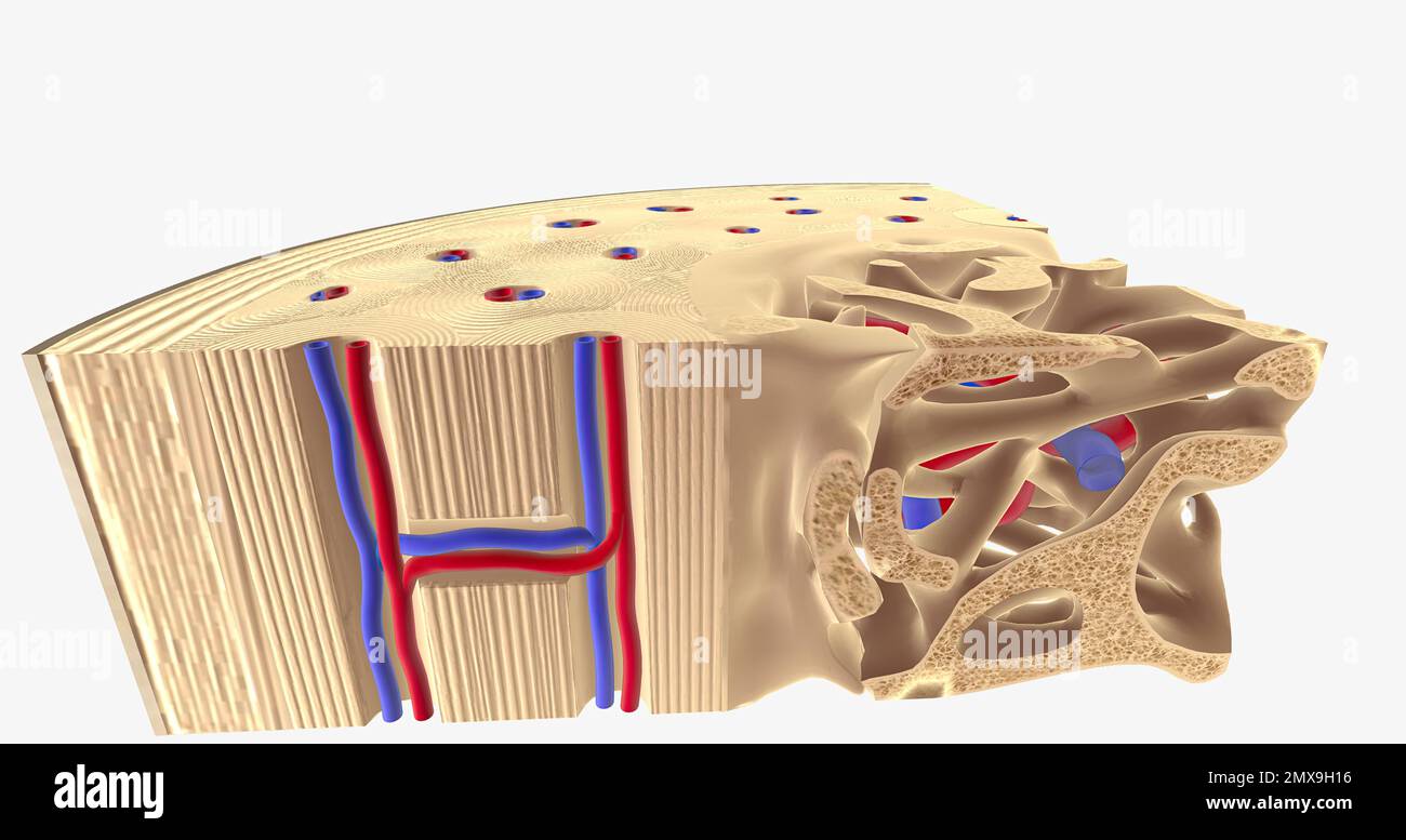 Bone cross section marrow hi-res stock photography and images - Alamy