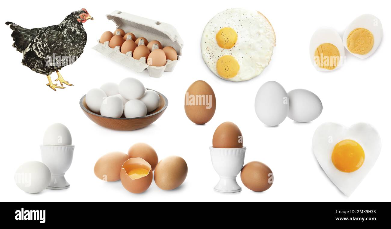 Collage with chicken and eggs on white background. Banner design Stock ...