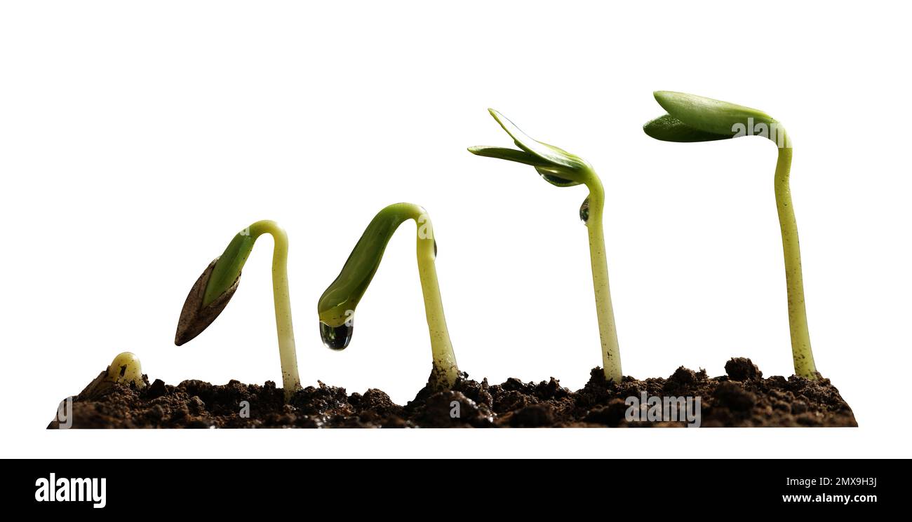 Stages of growing seedling in soil on white background Stock Photo - Alamy