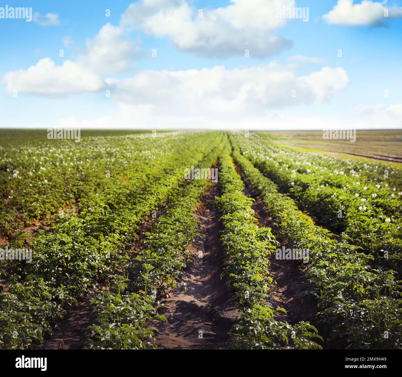 Picturesque view of blooming potato field against blue sky with fluffy ...