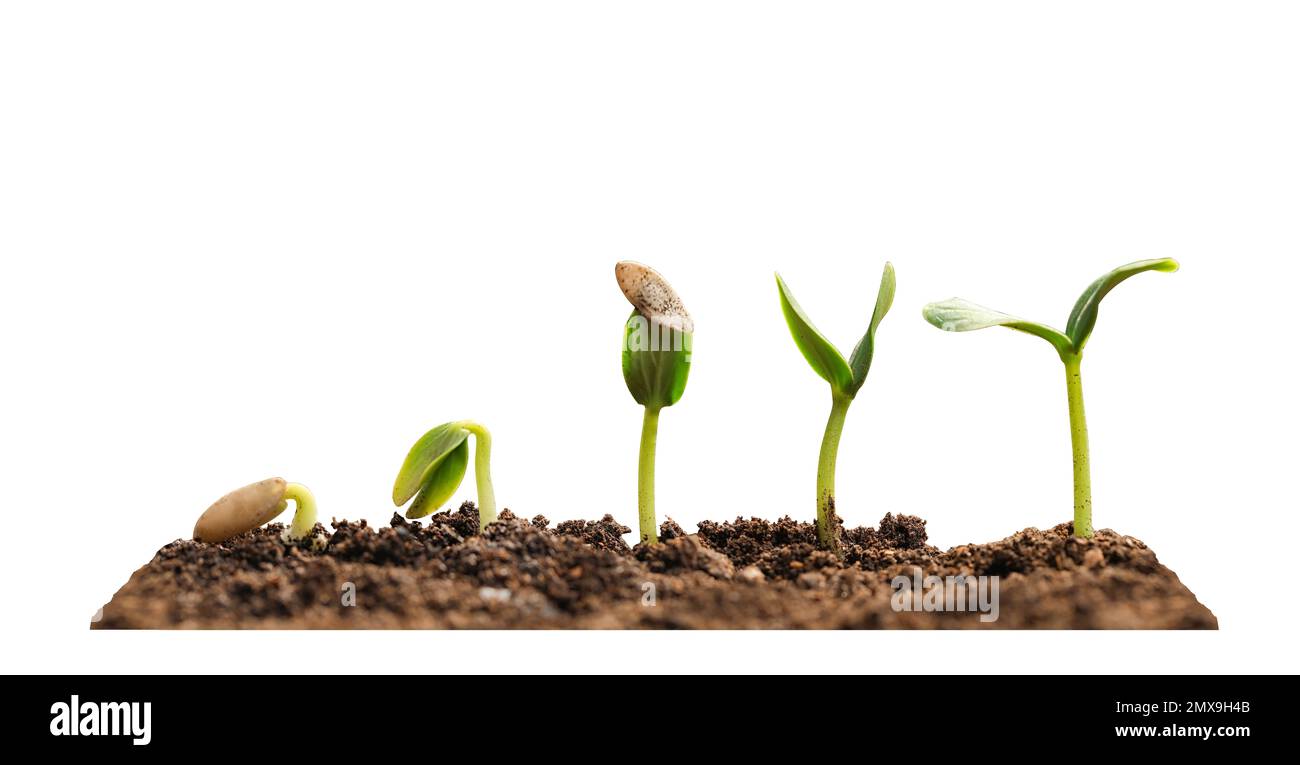 Seedling stages hi-res stock photography and images - Alamy