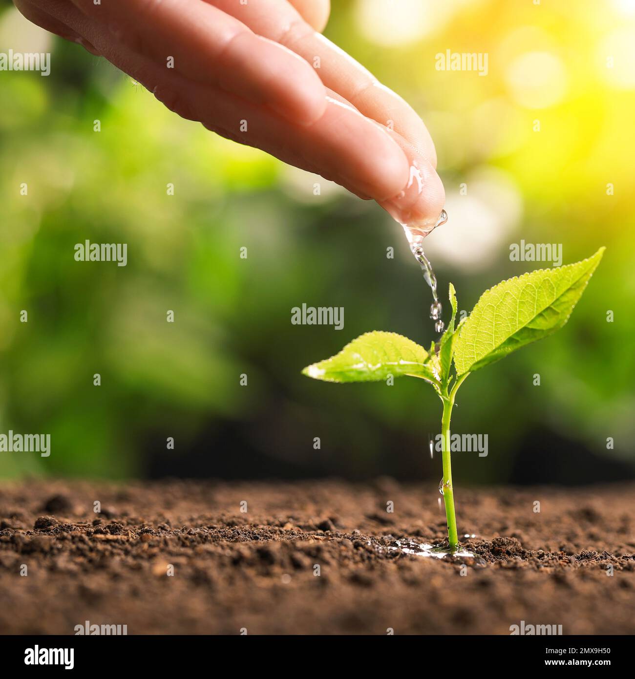 Woman pouring water on young seedling, closeup. Planting tree Stock ...