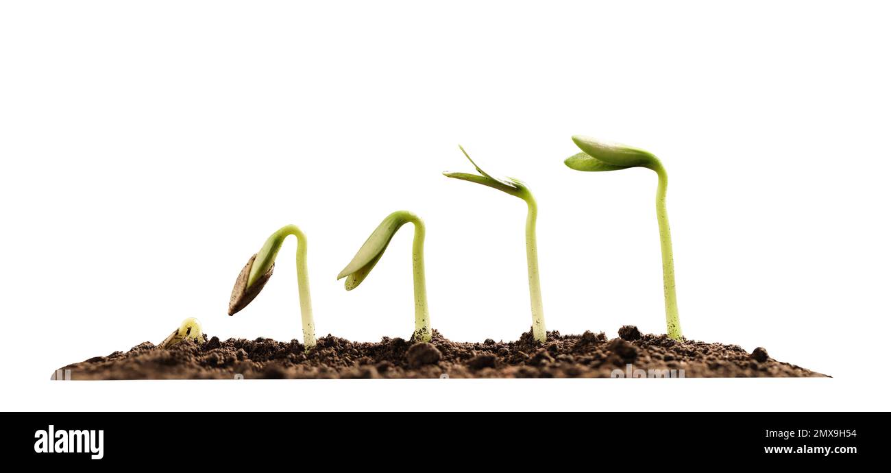 Stages of growing seedling in soil on white background Stock Photo - Alamy