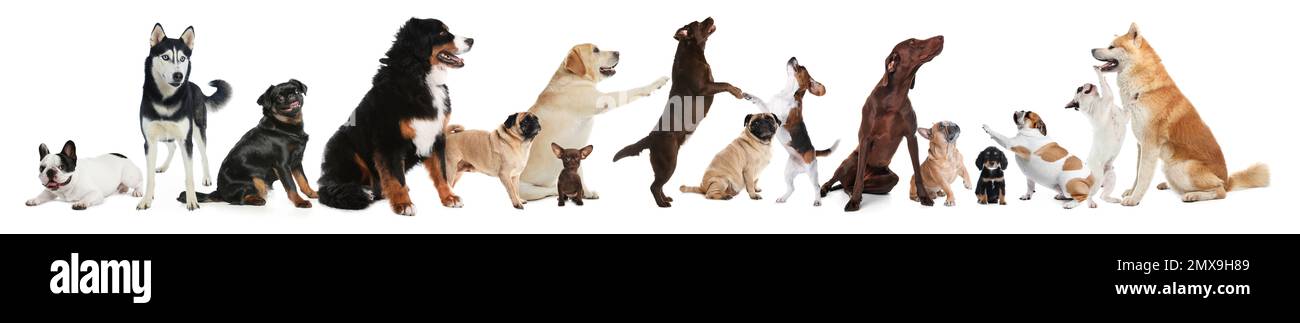 Collage with different dogs on white background. Banner design Stock ...