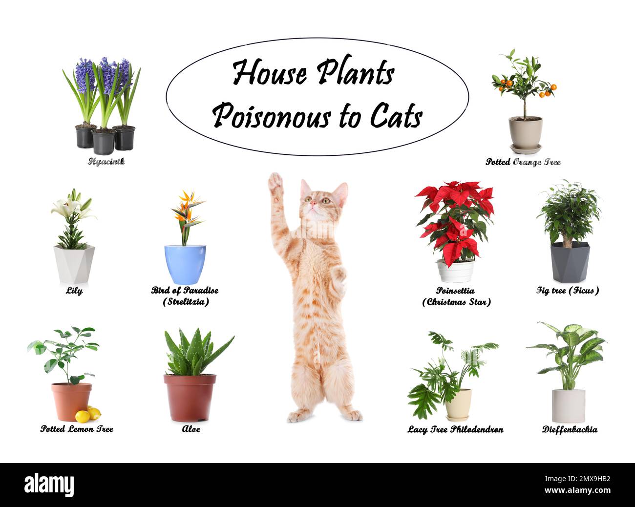 Are House Plants Poisonous To Cats at Charli Blamey blog