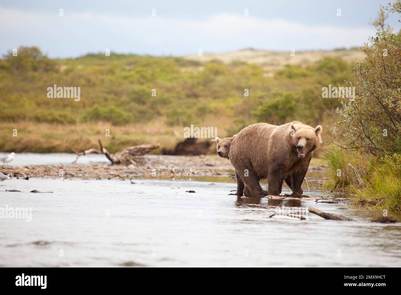 Alaskan brown bear cub urinating behind mother at Katmai River, Alaska ...