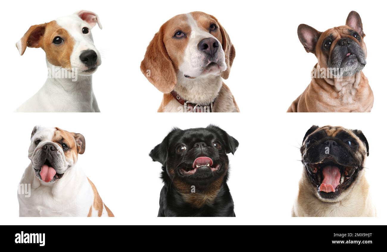 Set of different dogs on white background Stock Photo - Alamy
