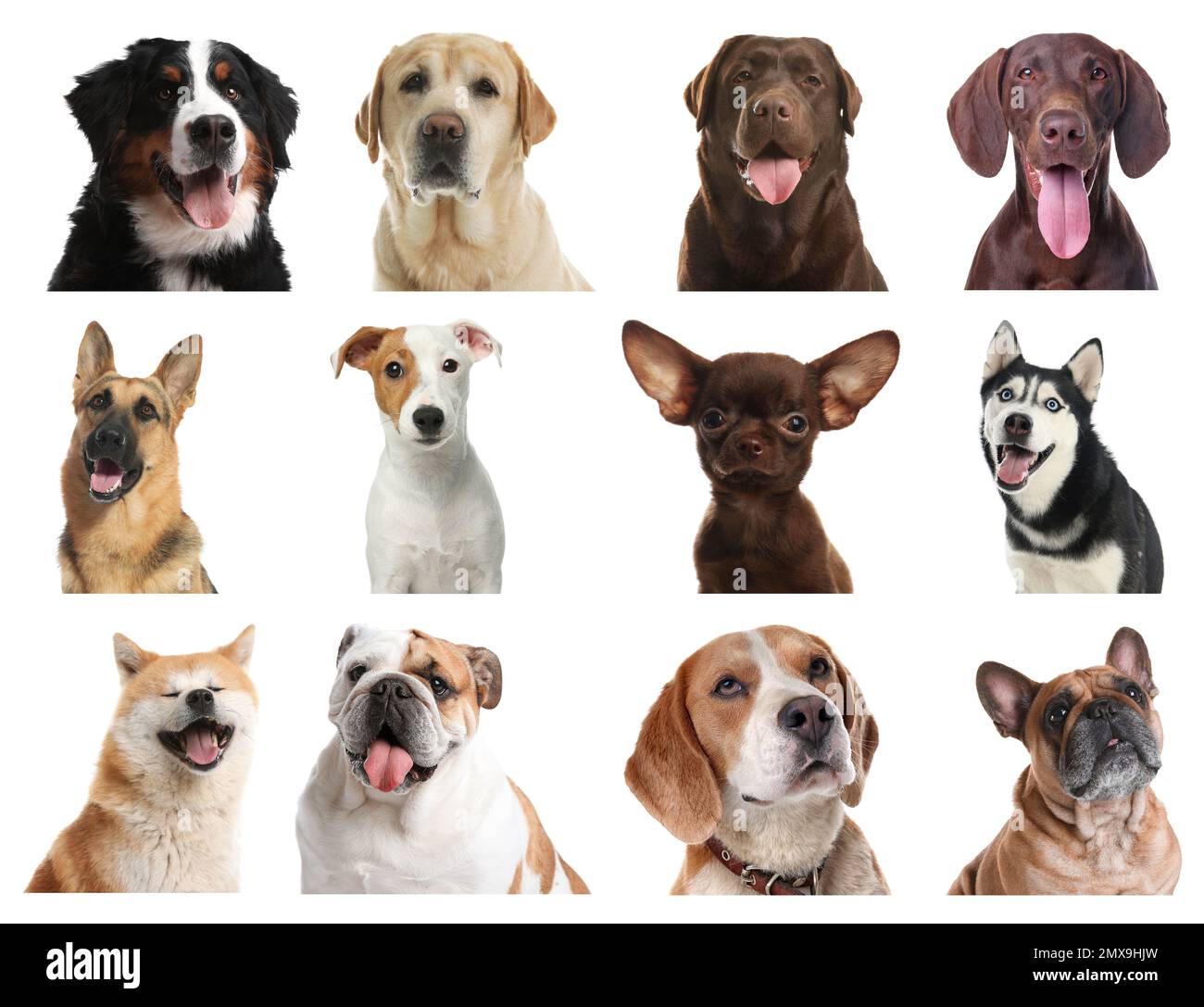 Set of different dogs on white background Stock Photo - Alamy