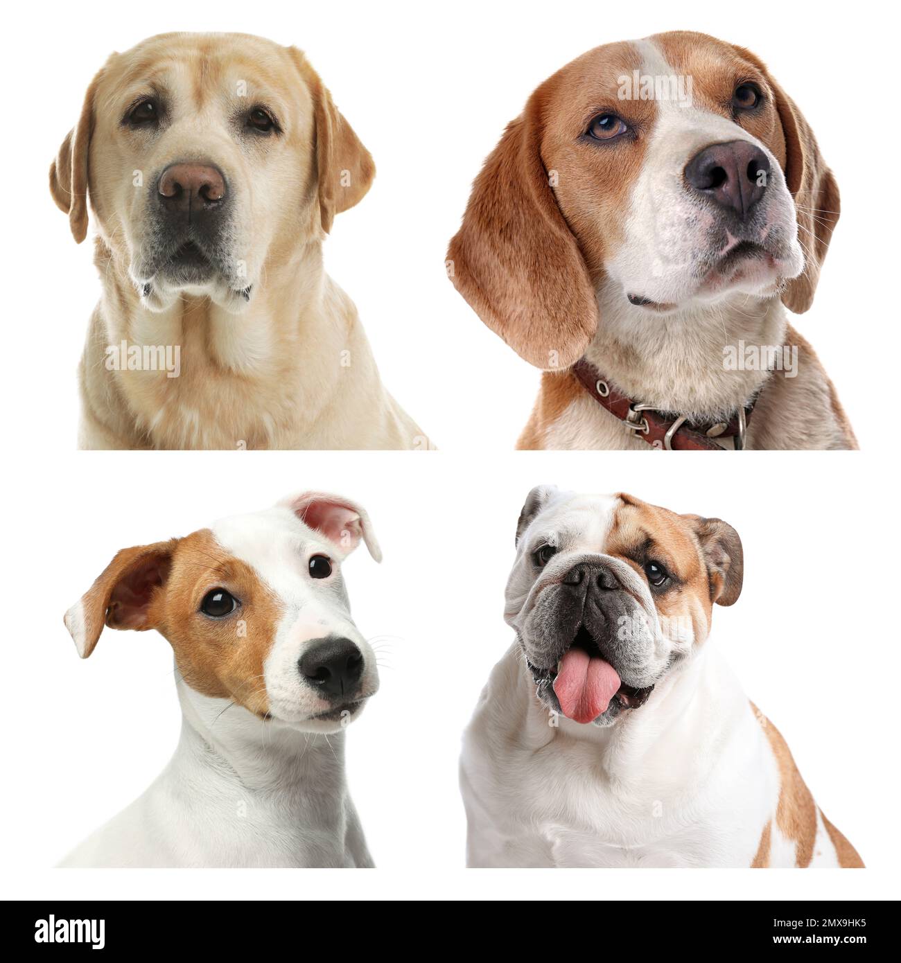 Different loyalty Cut Out Stock Images & Pictures - Alamy