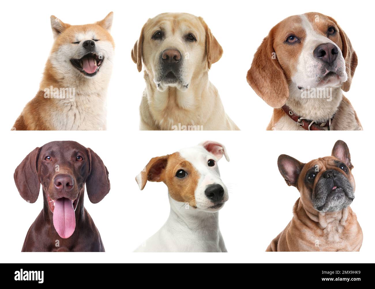 Set of different dogs on white background Stock Photo - Alamy