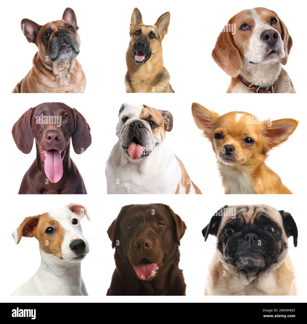 Set of different dogs on white background Stock Photo - Alamy