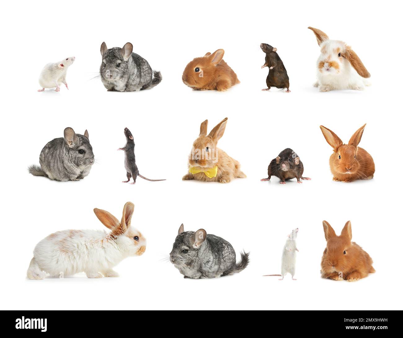 Set of different pets on white background Stock Photo - Alamy