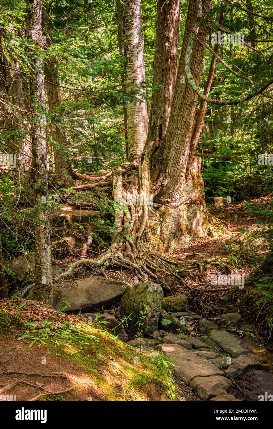 Wind and sand soil erosion reveal tree roots exposed Stock Photo - Alamy