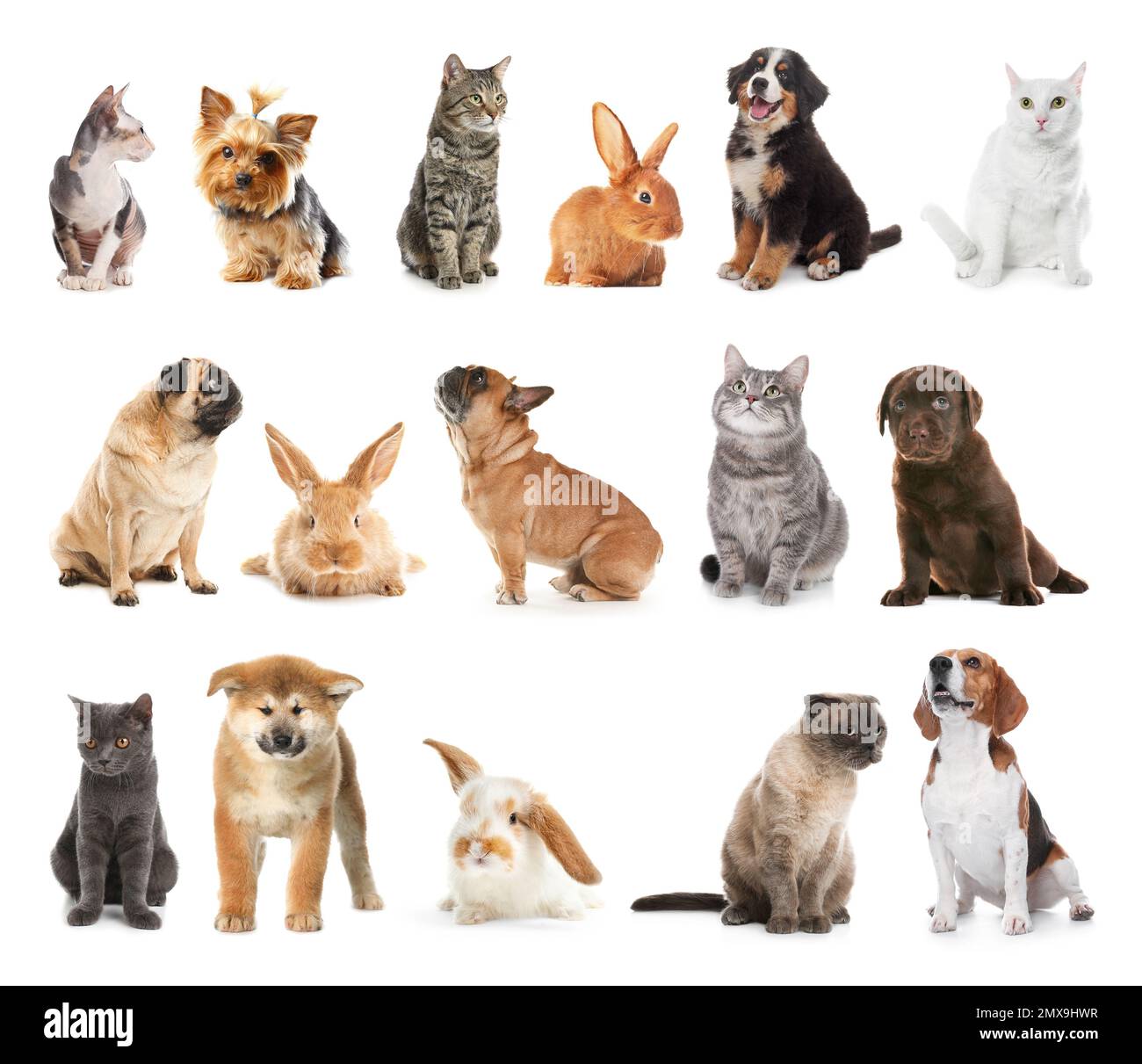 Set of different pets on white background Stock Photo - Alamy