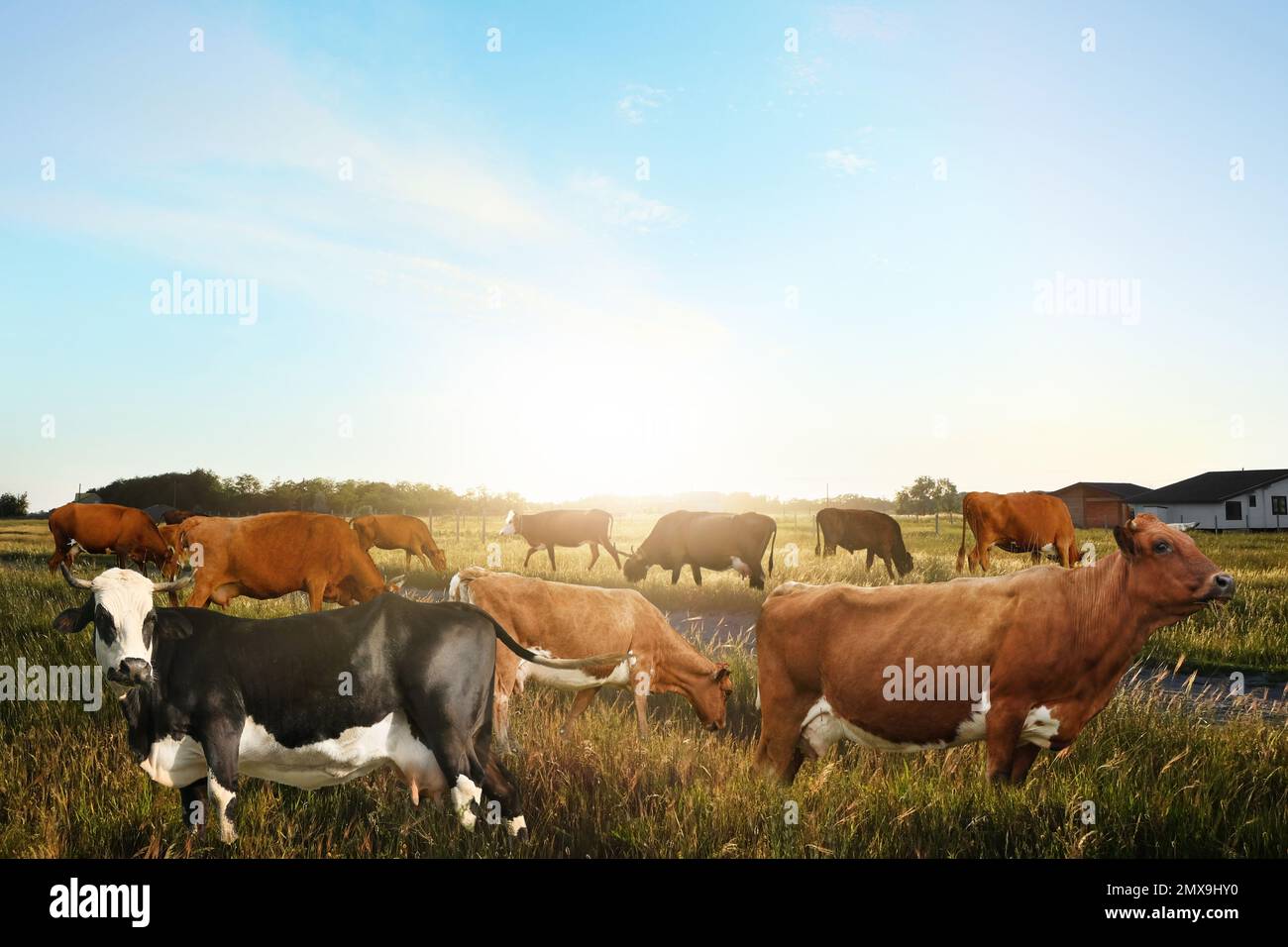 Beauty and the beast village hi-res stock photography and images - Alamy