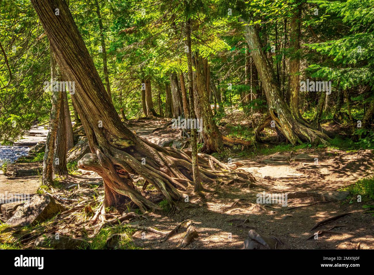 Wind and sand soil erosion reveal tree roots exposed Stock Photo - Alamy