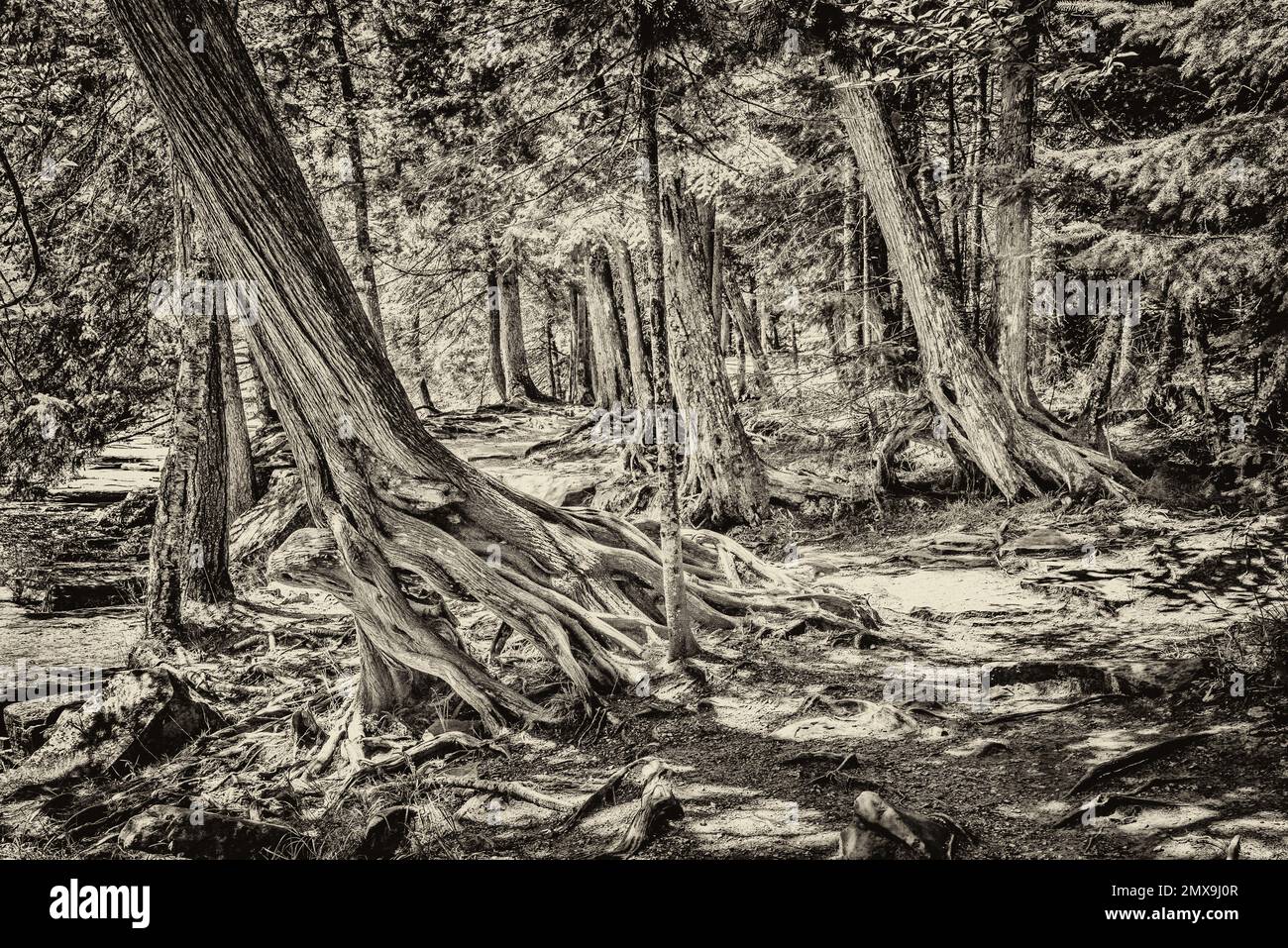 Wind and sand soil erosion reveal tree roots exposed Stock Photo - Alamy