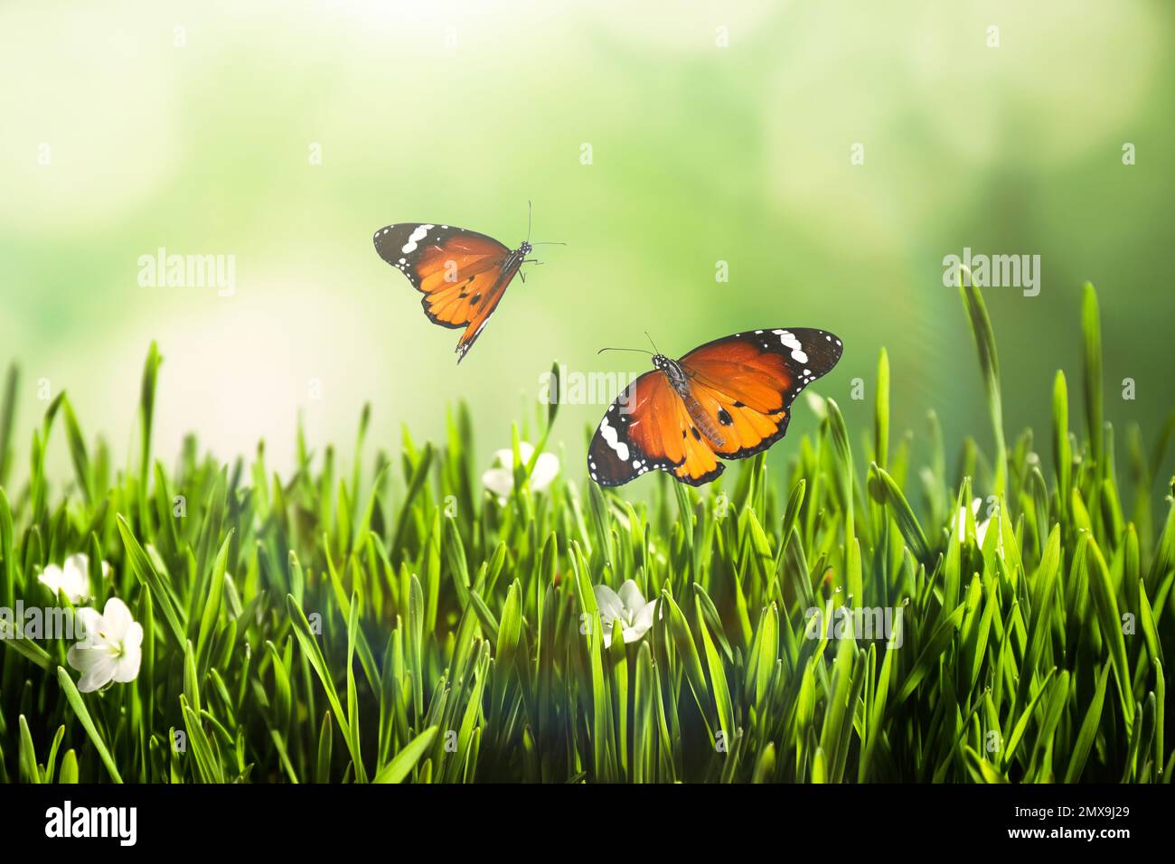 Painted lady butterflies flying above green grass Stock Photo - Alamy