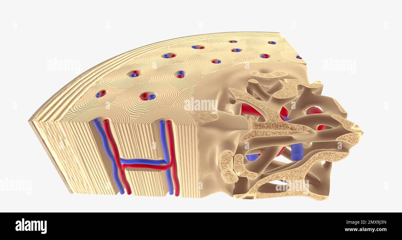Bone cross section marrow hi-res stock photography and images - Alamy