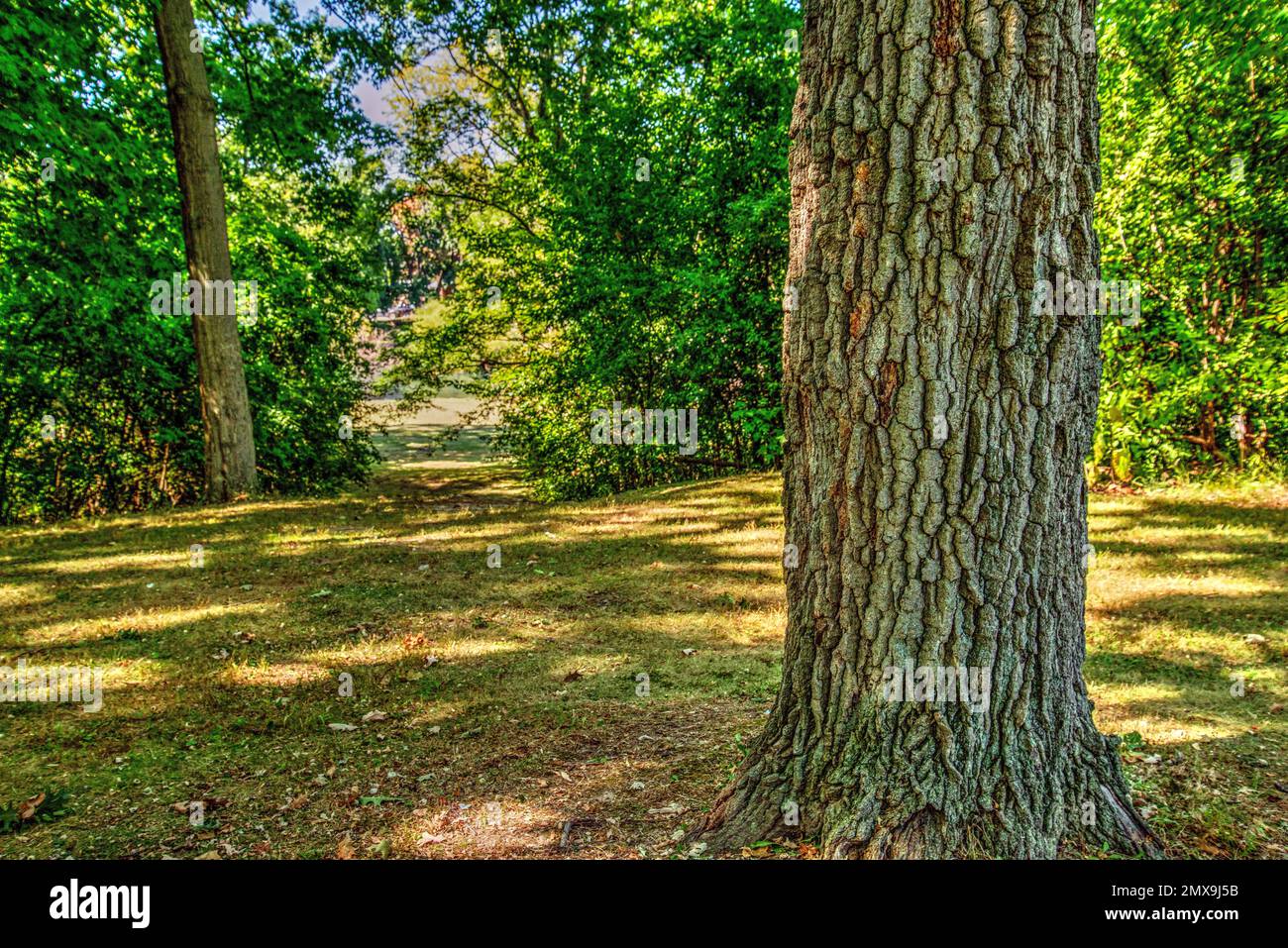 Large tree stand in Michigan park in summer Stock Photo - Alamy