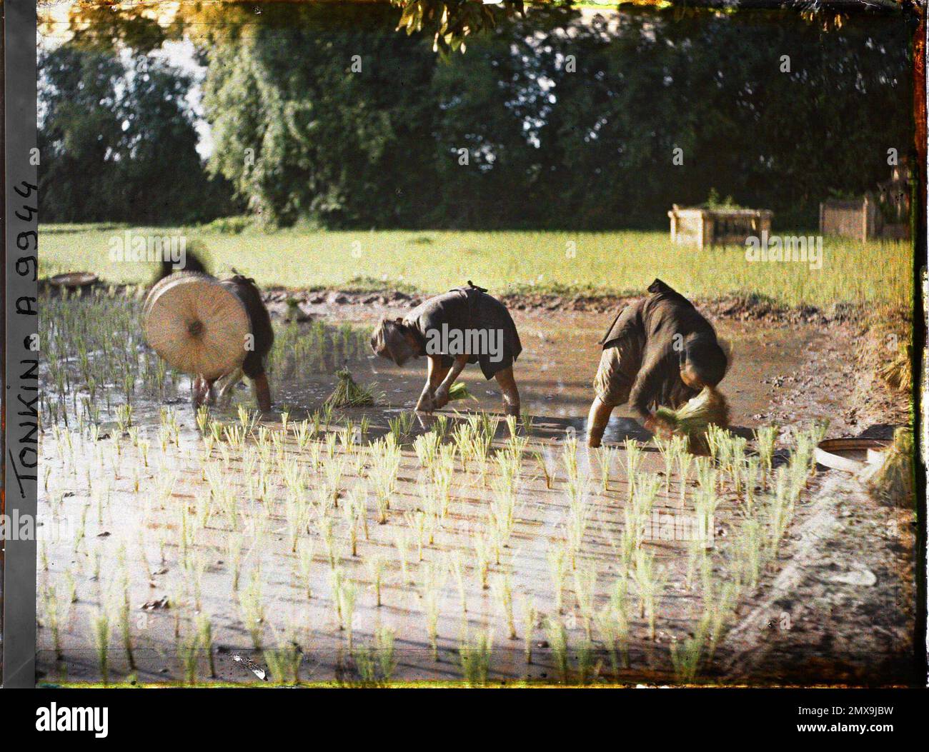 Ha-dong, Tonkin, Indochina the transplanting of rice for the November ...
