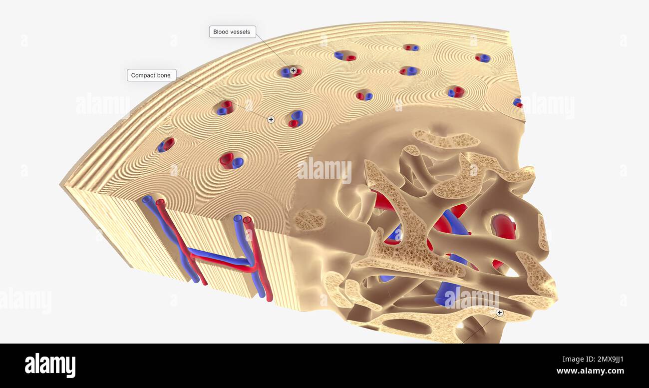 The Healty Bone Cross Section 3D rendering Stock Photo - Alamy
