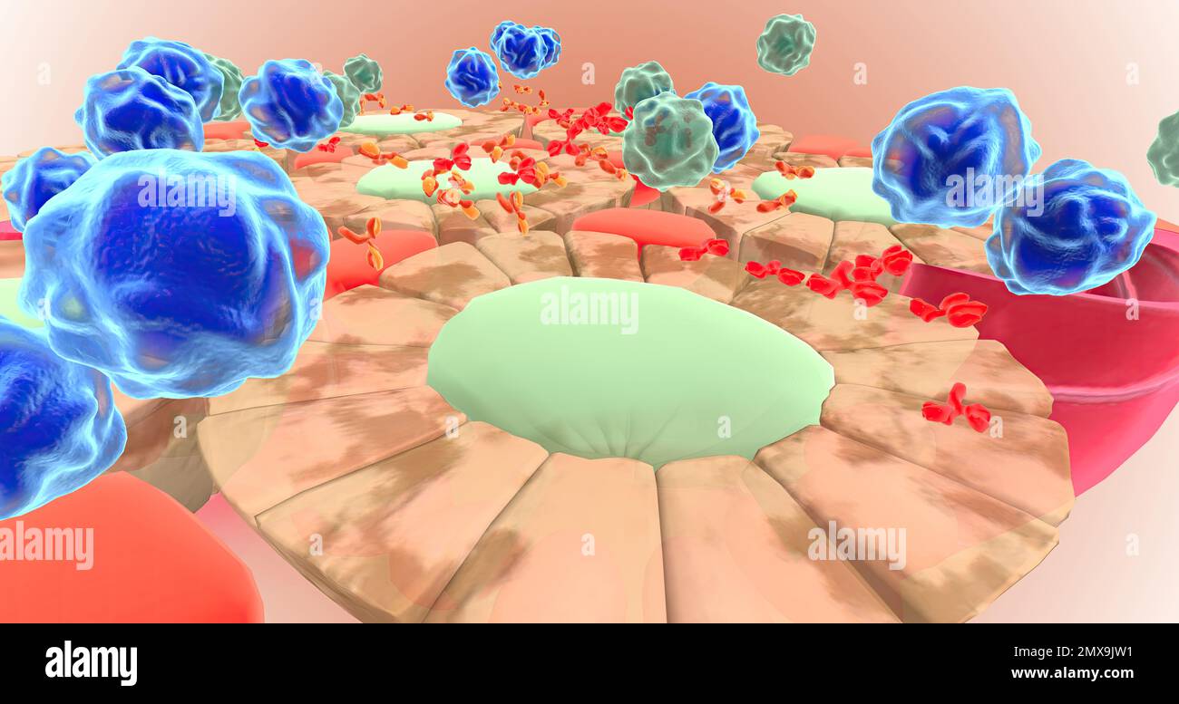 Human skin section microscope hi-res stock photography and images - Alamy