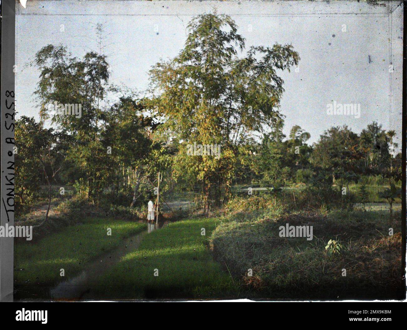 Tonkin, Indochina sowing rice in nursery and a lifting system of water ...