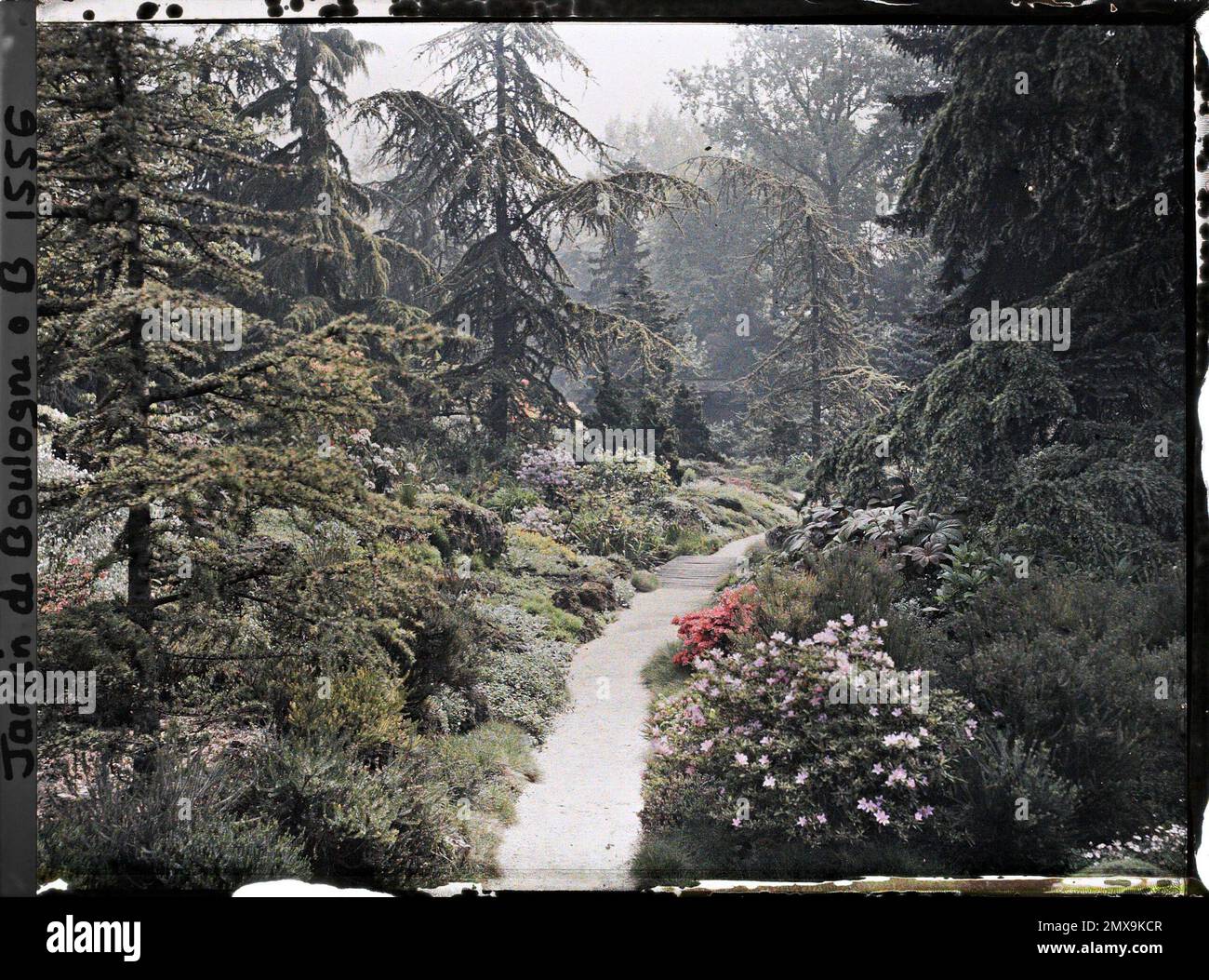 Property of Albert Kahn, Boulogne, France Azalées in flowers on the ...