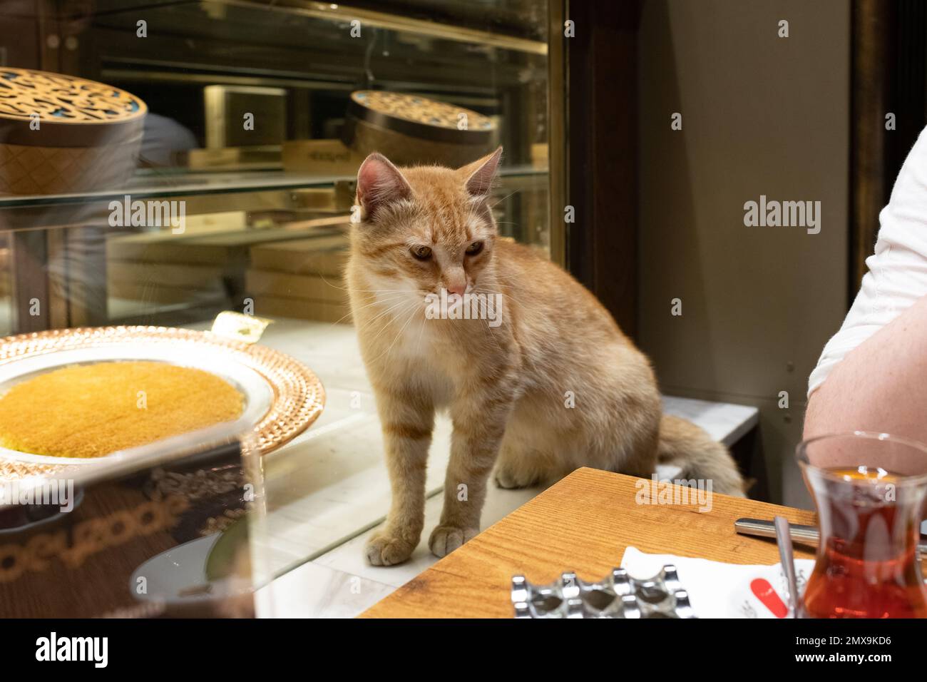 Street cat in Istanbul looking on hopefully at sweet food served on an ...