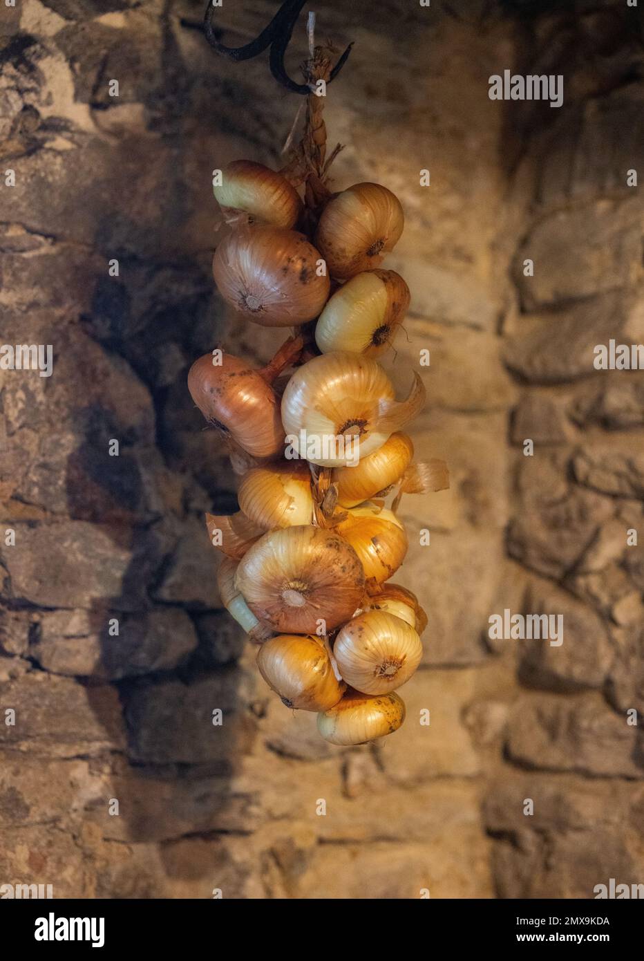 String of organic onions hanging from the ceiling Stock Photo - Alamy