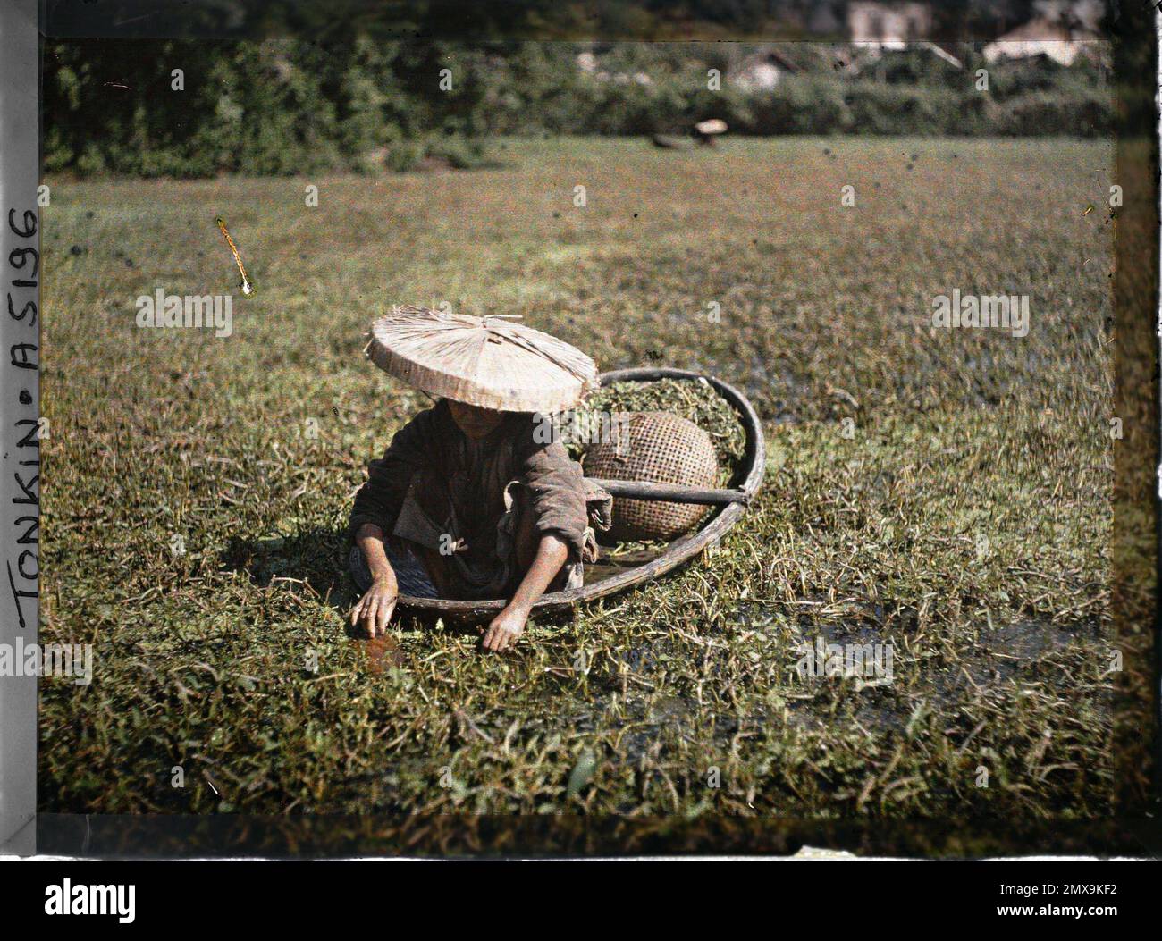 Tonkin, Indochina picking the binding water binding to a small woven ...