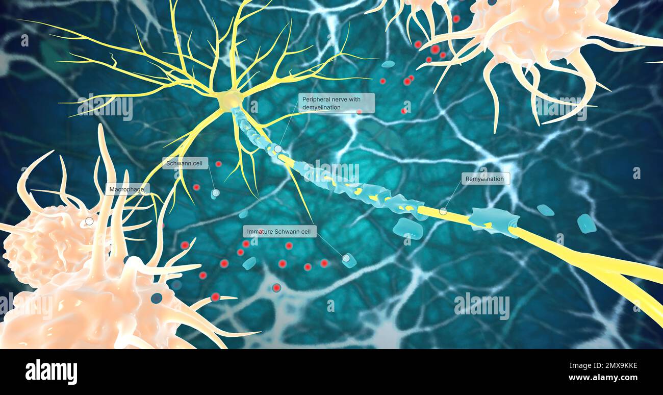 Motor neurone cells hi-res stock photography and images - Alamy
