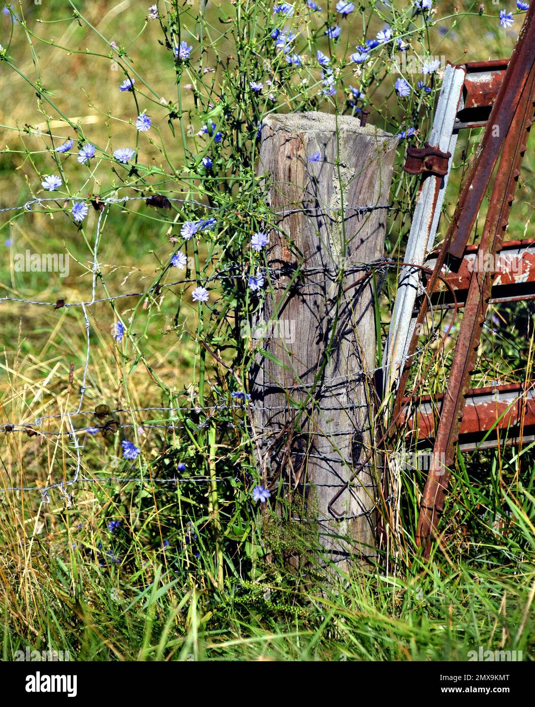 Rustic, wooden fence post is wrapped in barbed wire. Rusting iron gate ...