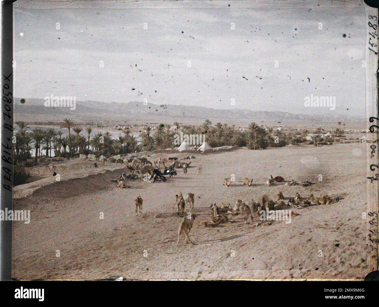Aqaba, Arabia (current Jordan) The Anglo-Arab Forces camp, on the banks ...