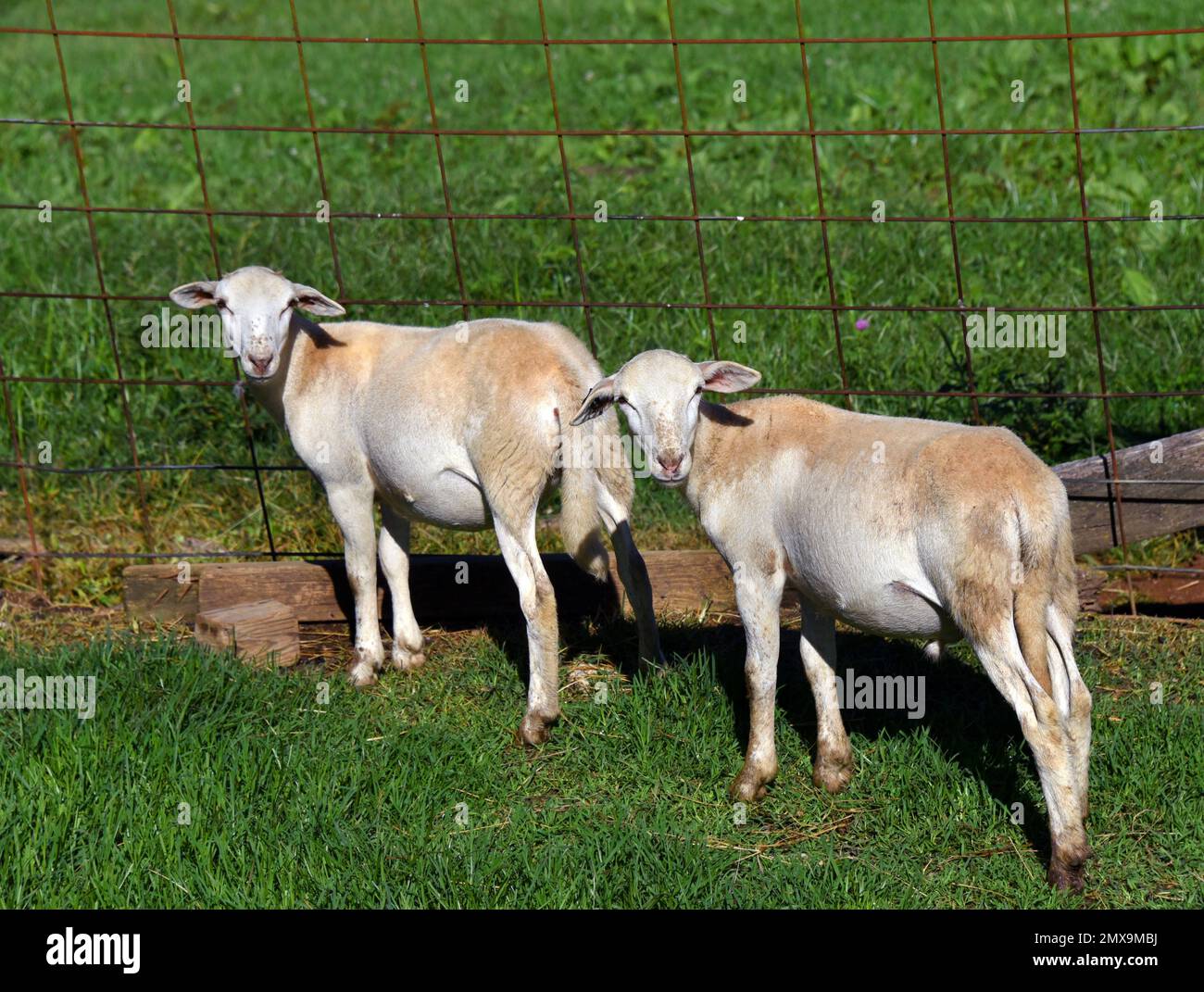Two sheared sheep stand in grassy rustic pen. They are watching warily ...
