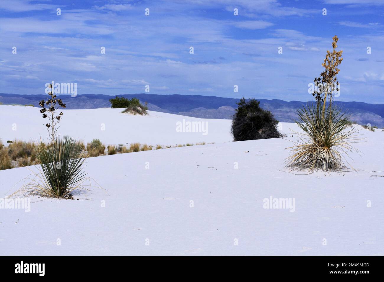 life in the desert sand dunes landscape Stock Photo - Alamy