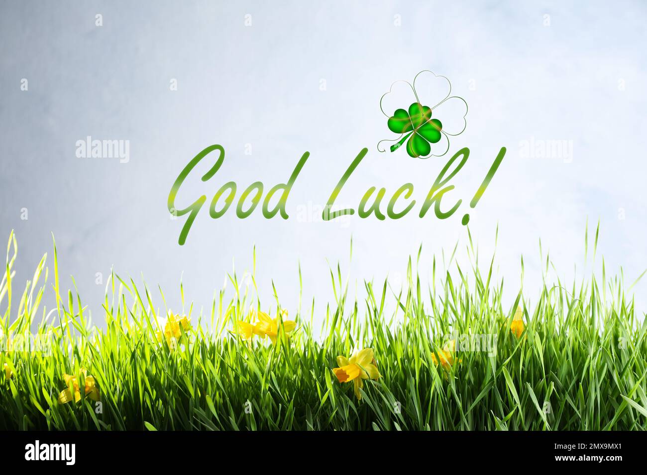 Green grass with daffodils and phrase GOOD LUCK on light background ...