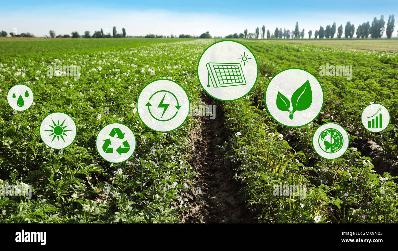 Modern agriculture concept. Icons and field on background Stock Photo ...