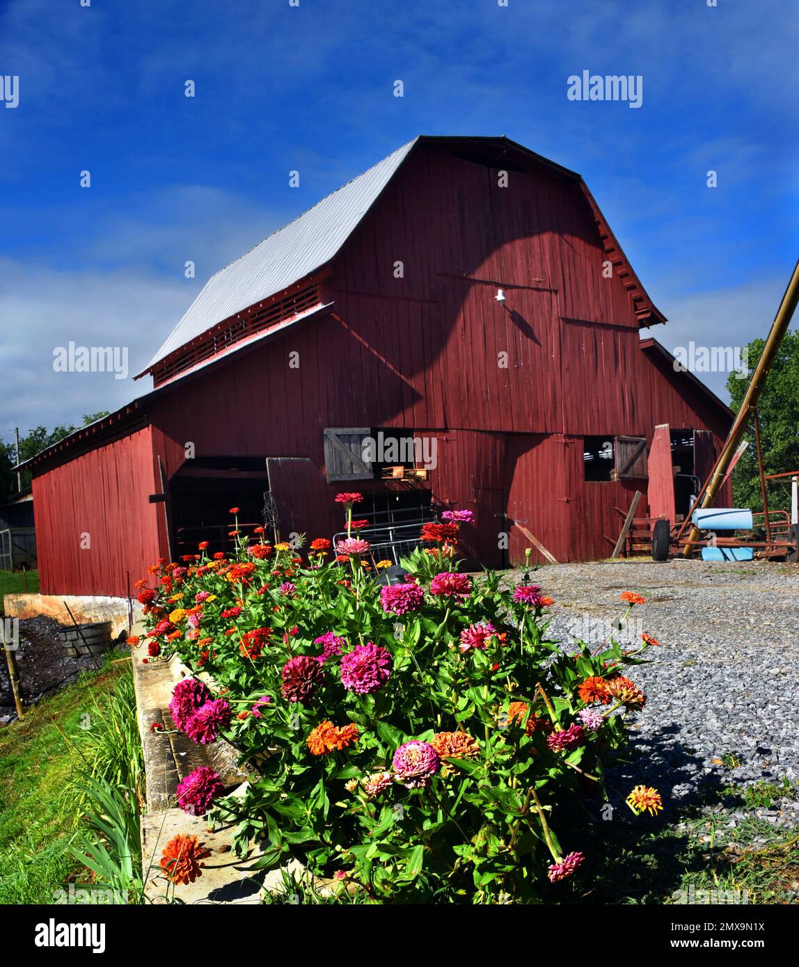 Rustic, red, wooden barn has slanted tin roof. Zinnias bloom in barn ...