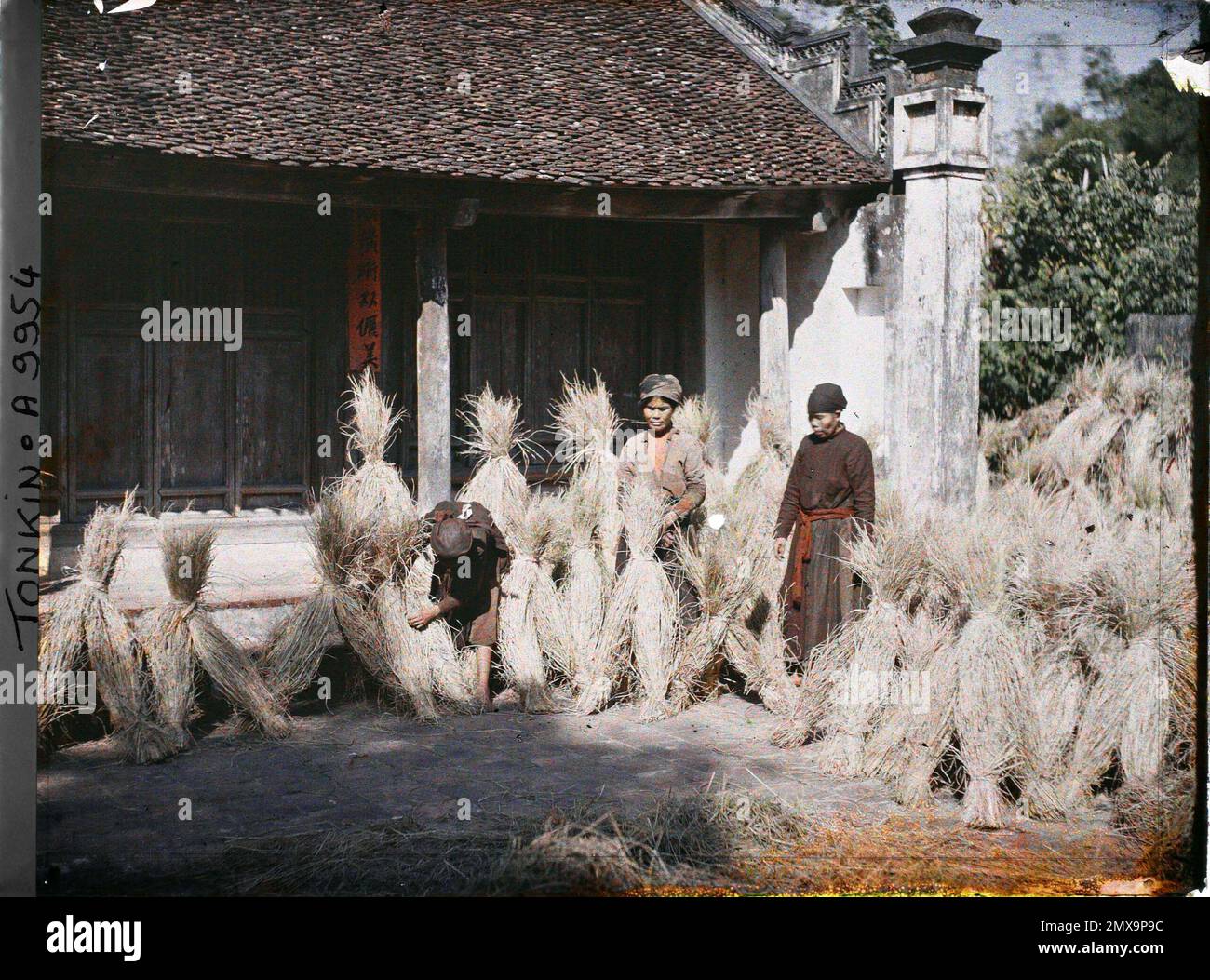 Tonkin, Indochina drying rice , Léon Busy in Indochina Stock Photo - Alamy