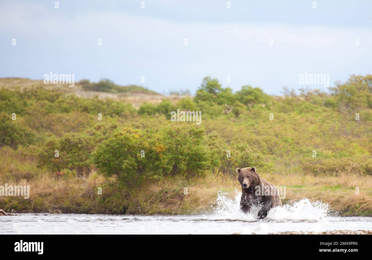 Alaskan brown bear hunting for salmon at the Katmai River, Katmai ...