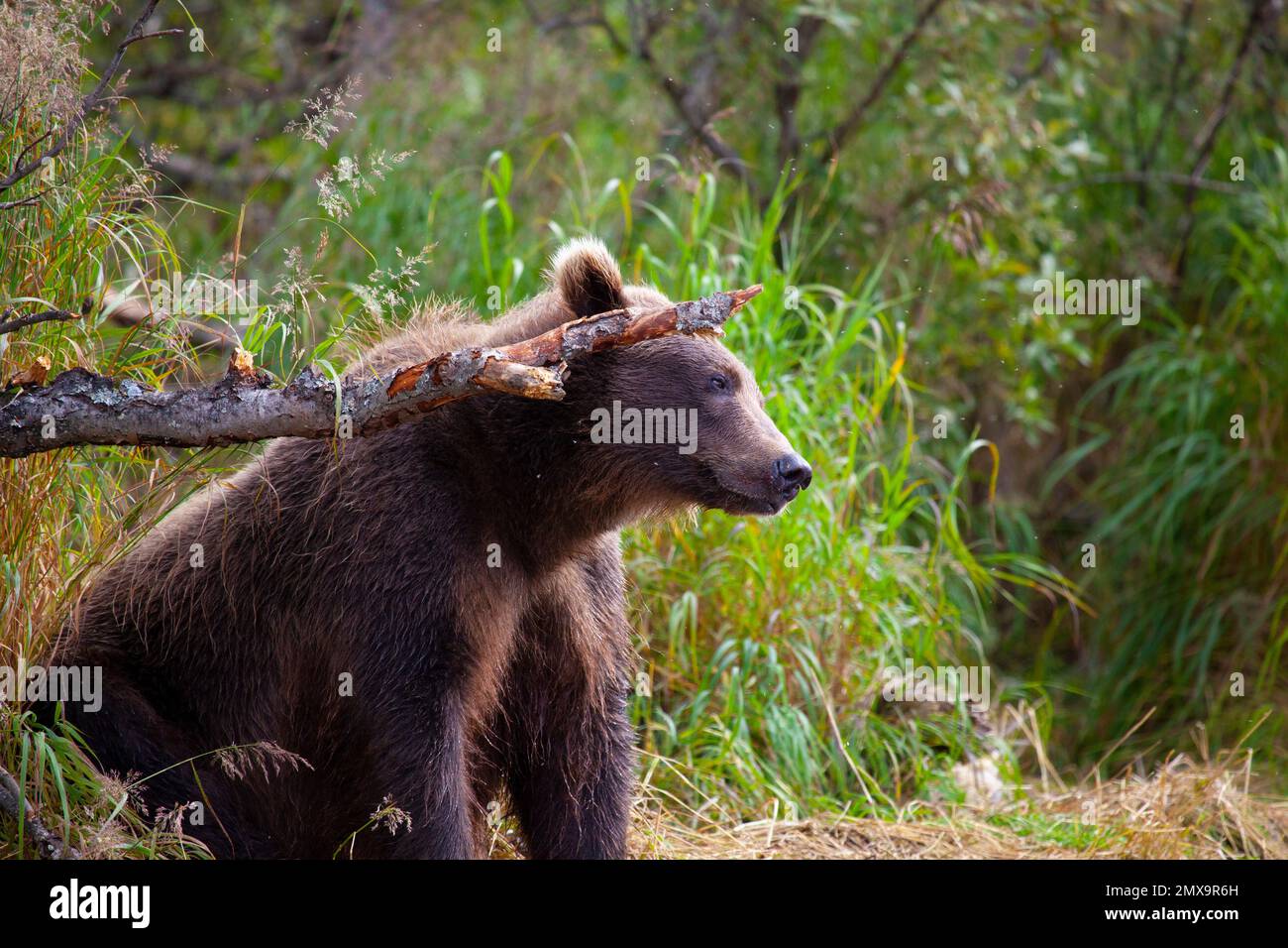 Alaskan brown bear hunting for salmon at the Katmai River, Katmai ...