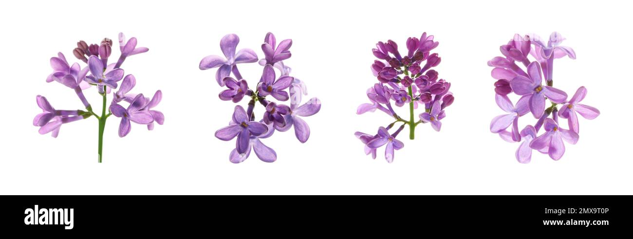 Set of beautiful purple lilac flowers on white background. Banner ...