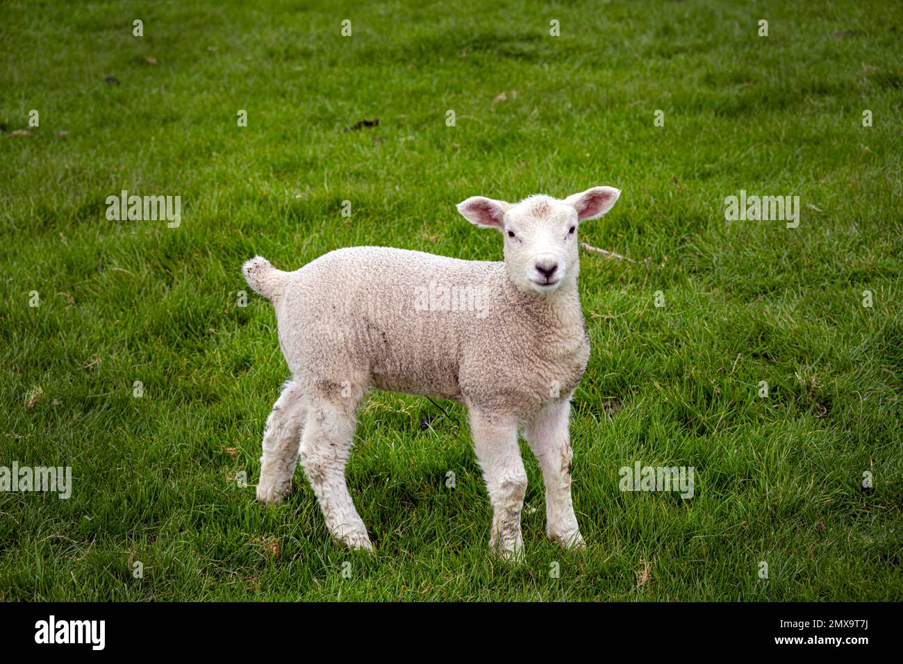 One lamb outdoors hi-res stock photography and images - Alamy