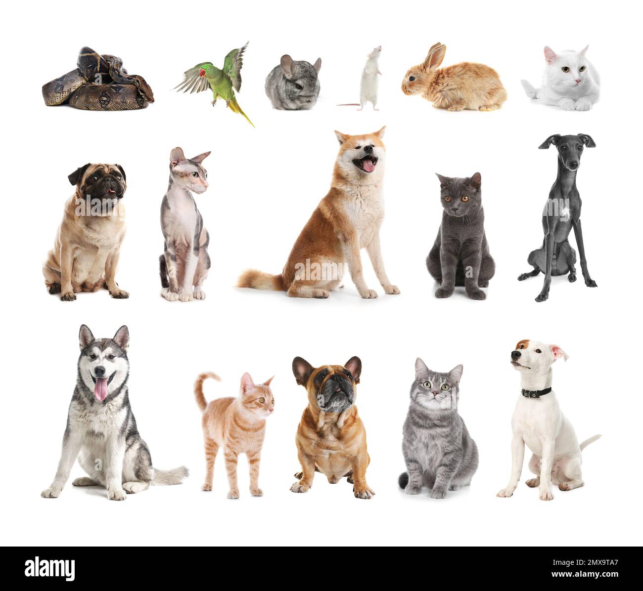 Set of different pets on white background Stock Photo - Alamy