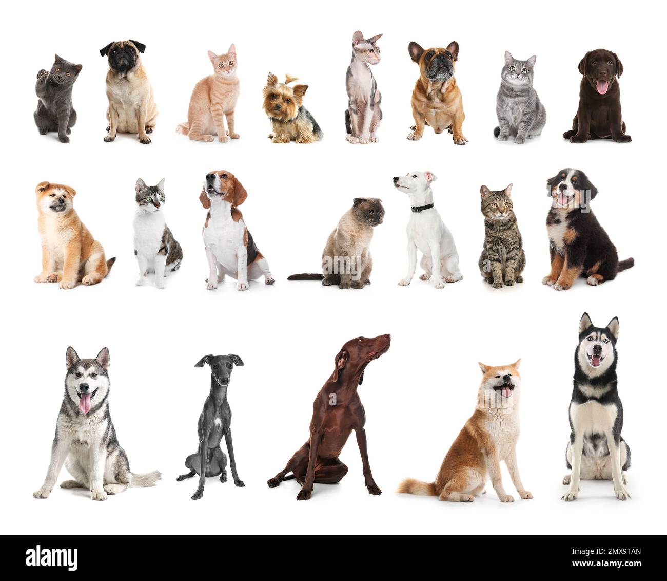 Set of different pets on white background Stock Photo - Alamy
