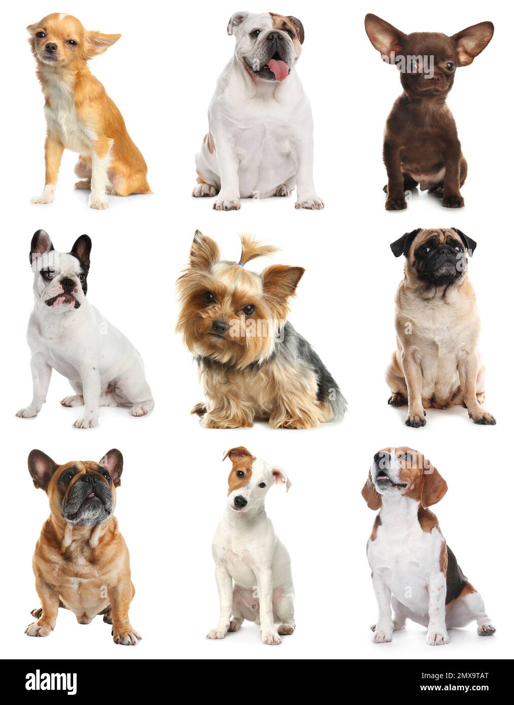 Set of different dogs on white background Stock Photo - Alamy