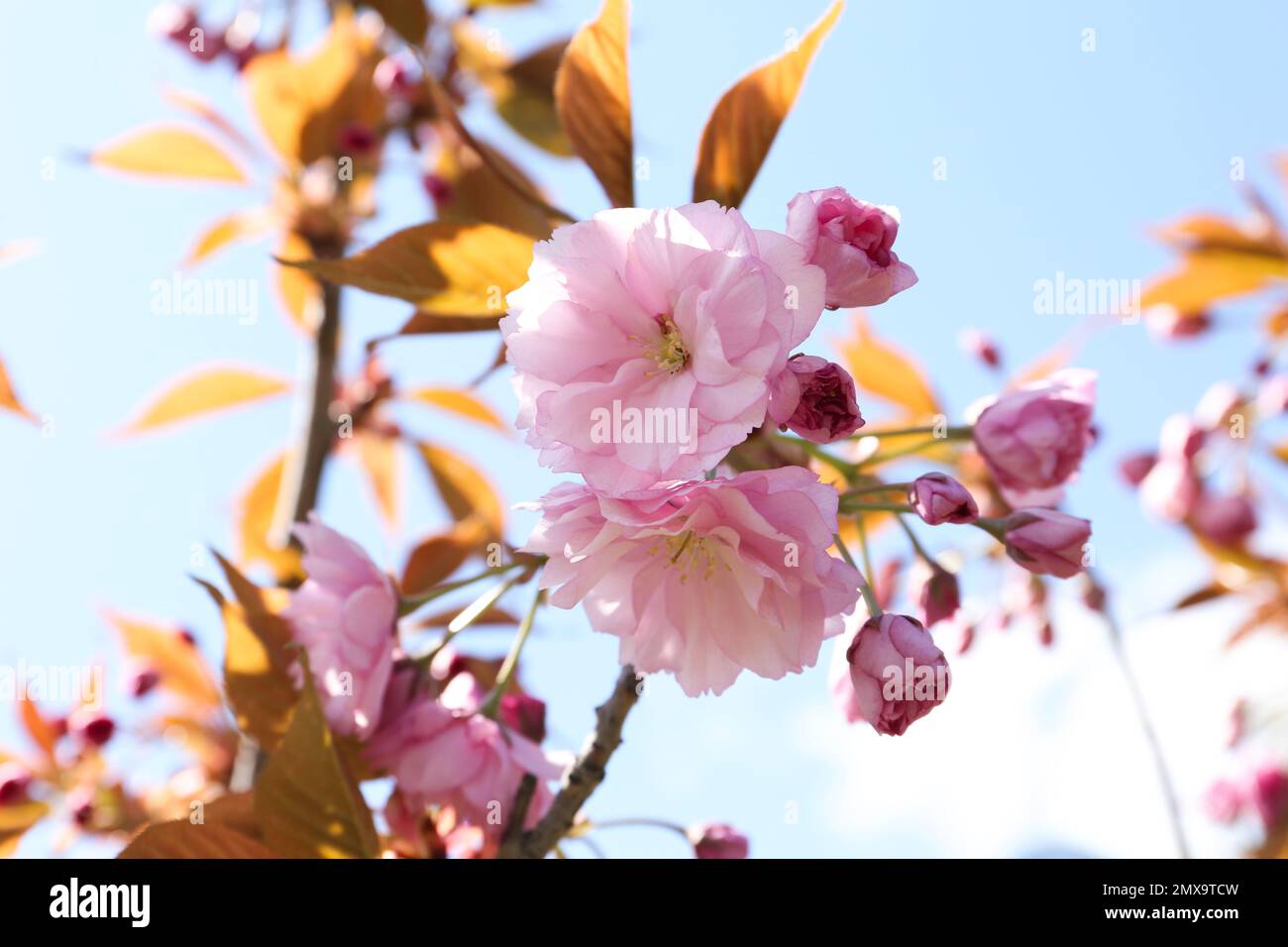 Closeup view of sakura tree with beautiful blossom outdoors. Japanese ...