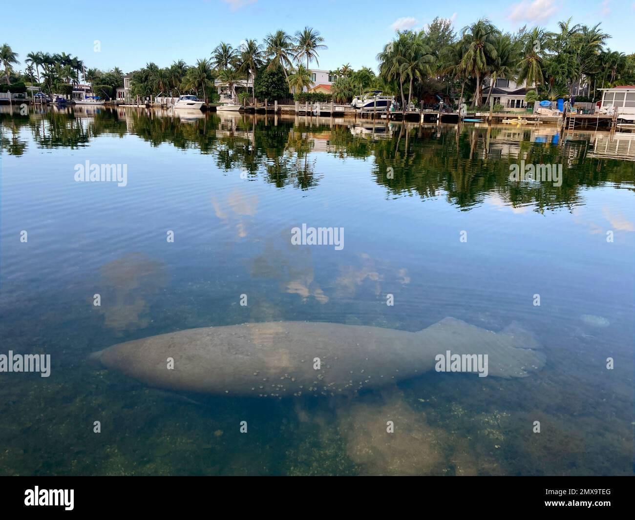 A manatee swims past homes at Point Lake, Tuesday, Jan. 31, 2023, in ...